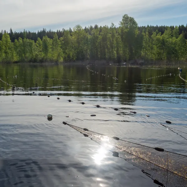 Rysän johtoaita ja potkut